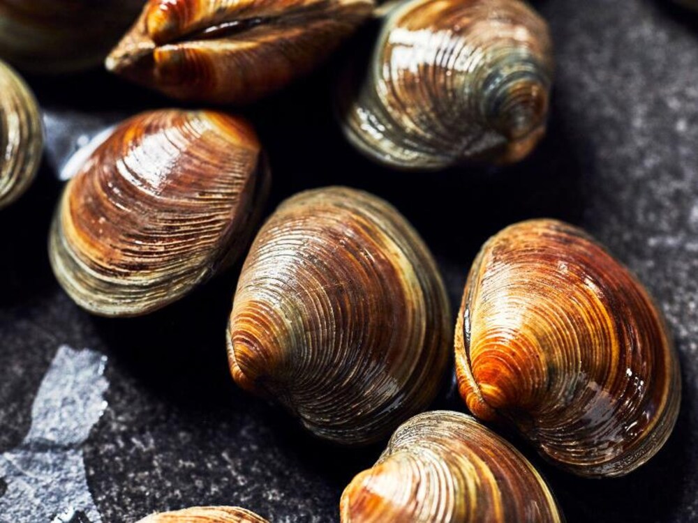 Palourdes fraîches avec les coquilles | Mordu
