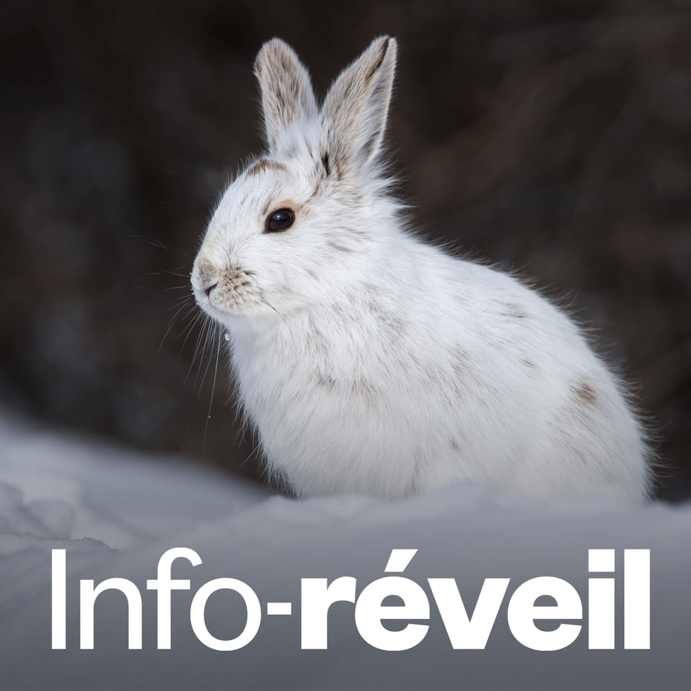 Le redoux hivernal est-il regrettable pour les animaux sauvages ...
