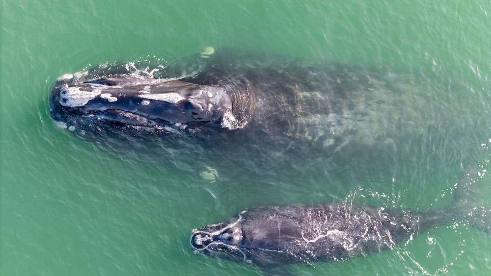 Baleines noires et crabe des neiges, le MPO ferme-t-il trop de zones de ...