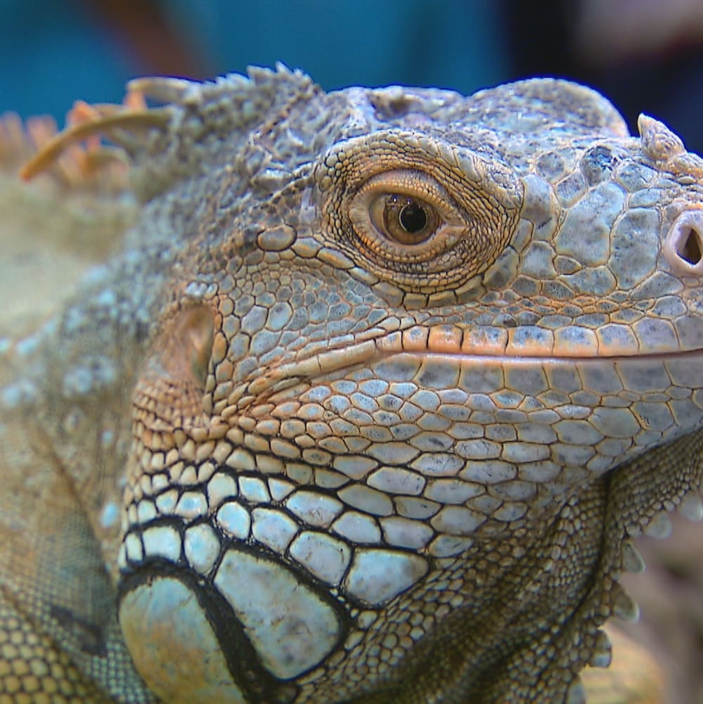 Au moins 25 000 curieux au Salon des animaux exotiques | Radio-Canada.ca