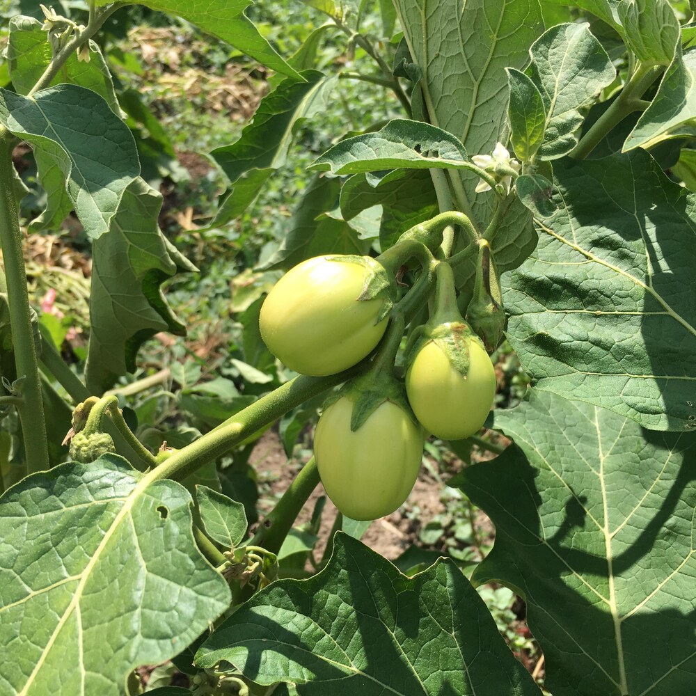 Cultiver des plantes tropicales pour retrouver le goût de chez soi ...