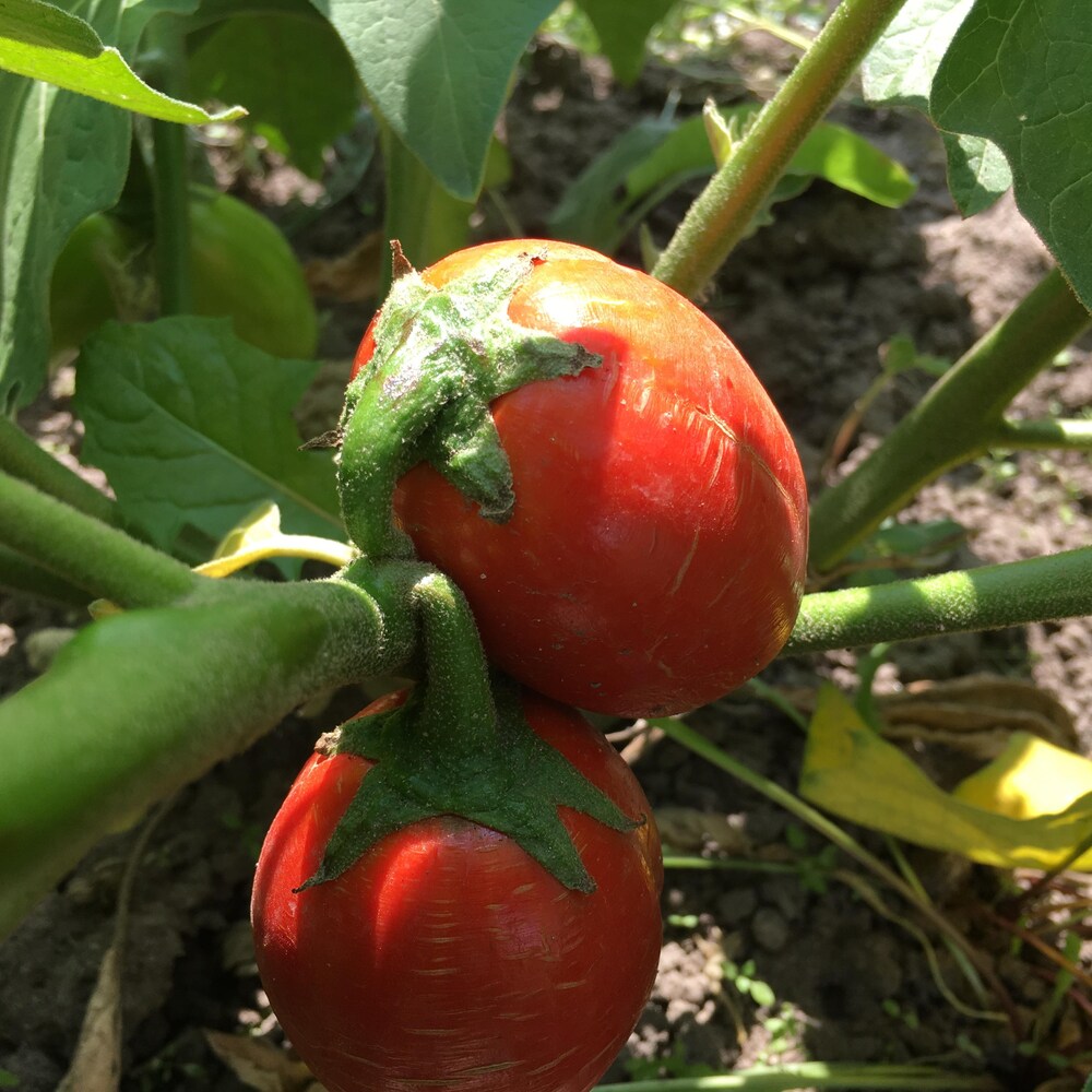 Cultiver des plantes tropicales pour retrouver le goût de chez soi ...