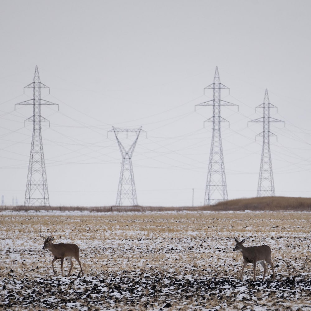 Au front contre la maladie du « cerf zombie » | Radio-Canada.ca