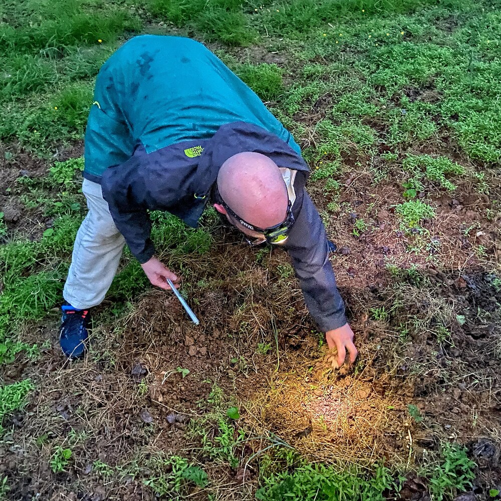 Des cigales par milliards dans l’est des États-Unis | Radio-Canada.ca