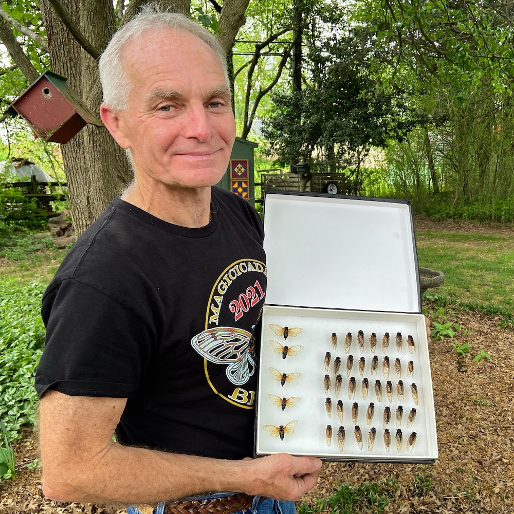 Des cigales par milliards dans l’est des États-Unis | Radio-Canada.ca