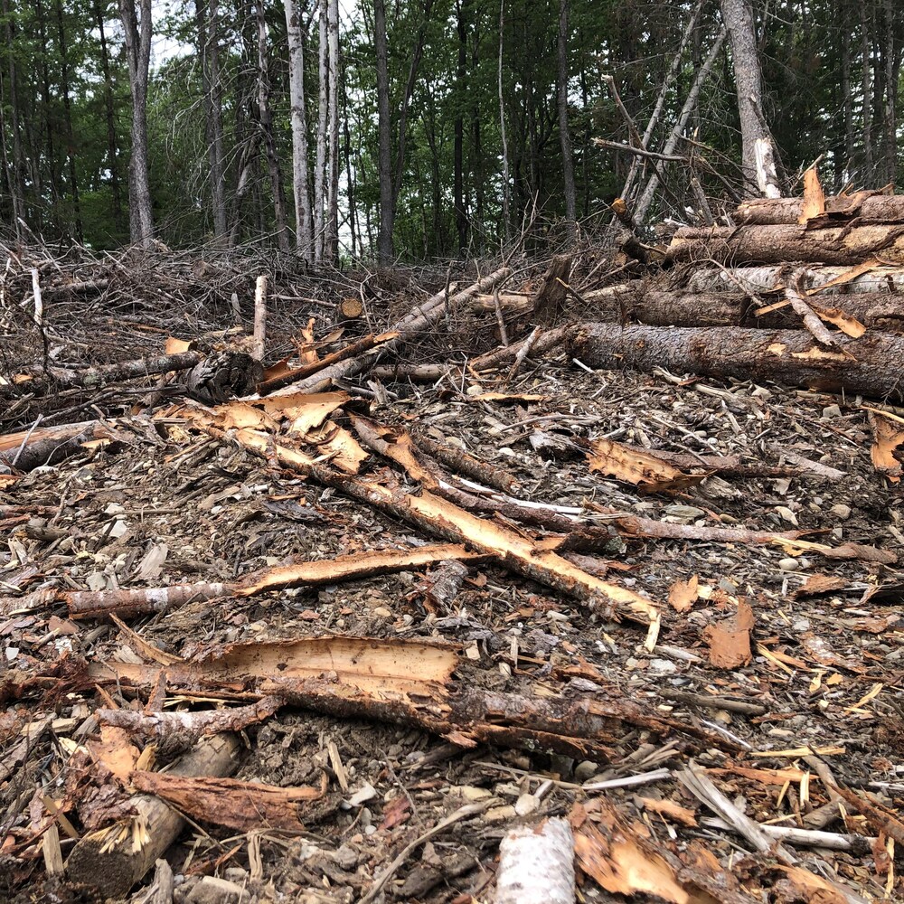 Des résidus forestiers qui nourrissent la forêt | Radio-Canada.ca