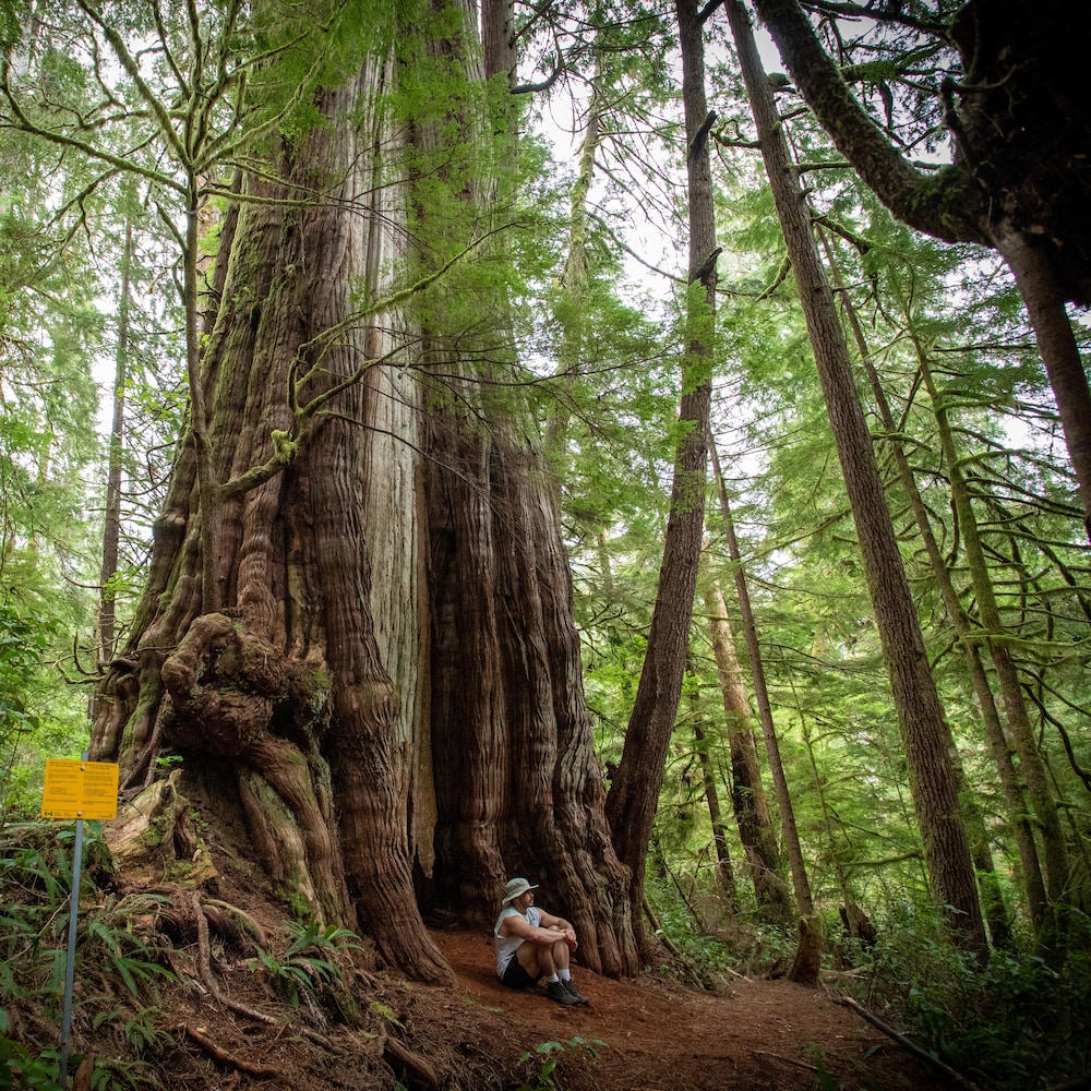 Sur les traces des géants de l'île de Vancouver | Radio-Canada.ca