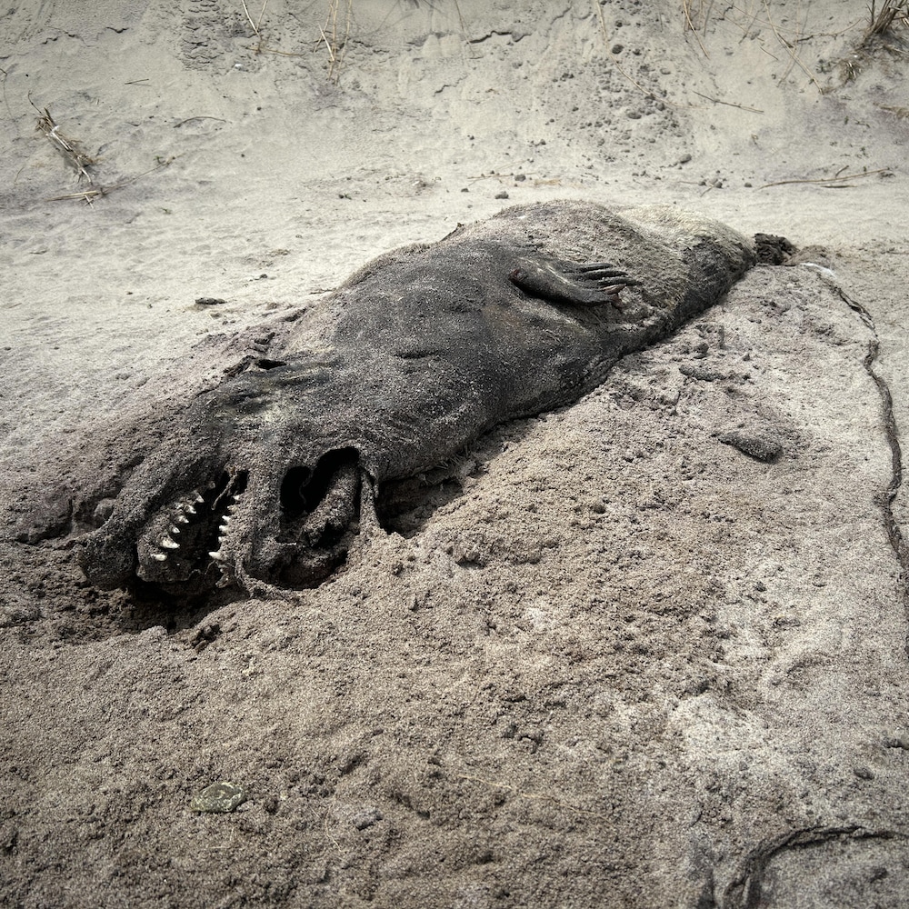 Visiter l’île de Sable et ne jamais vraiment en revenir | Radio-Canada.ca
