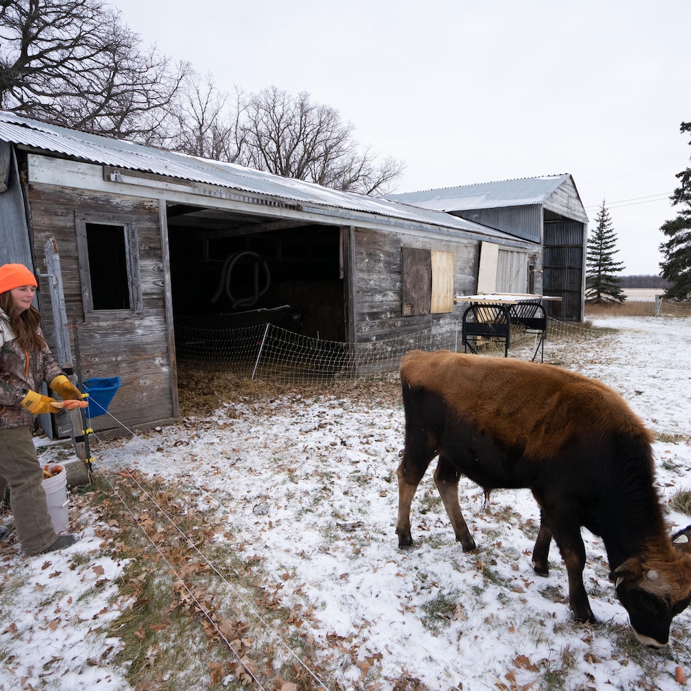 Au front contre la maladie du « cerf zombie » | Radio-Canada.ca