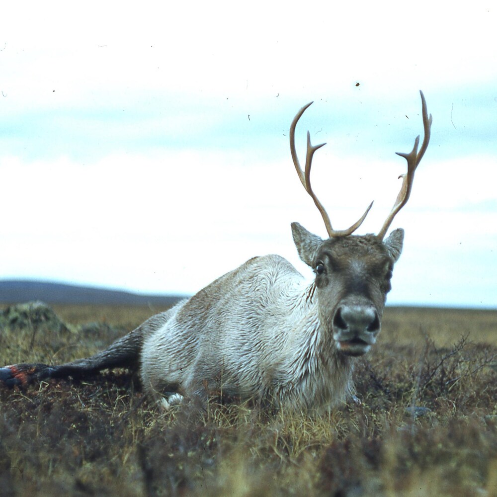 De la Résistance au Nunavut : l’histoire d’amour du Français Gabriel ...