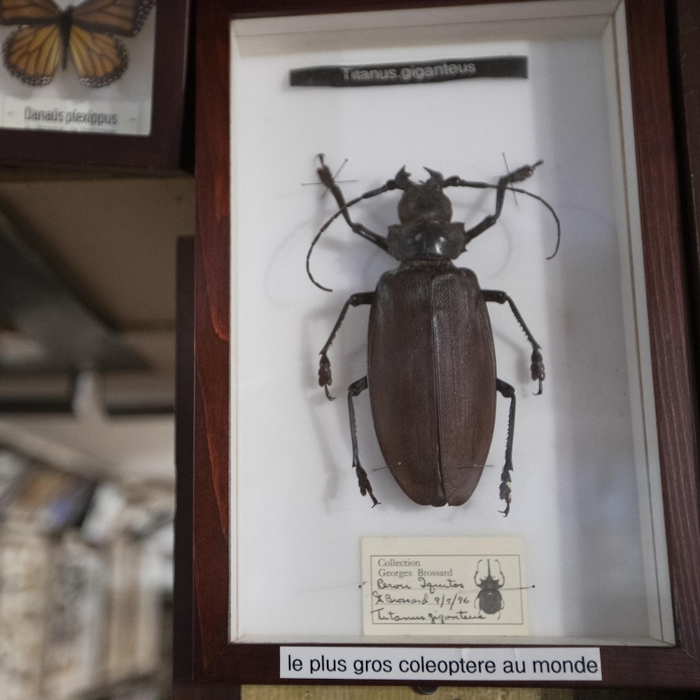 Georges Brossard, le « monarque des insectes », aura-t-il son musée ...