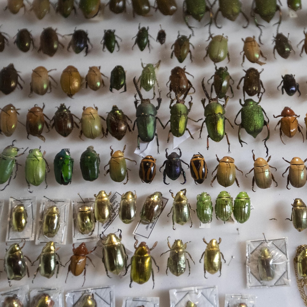 Georges Brossard, le « monarque des insectes », aura-t-il son musée ...