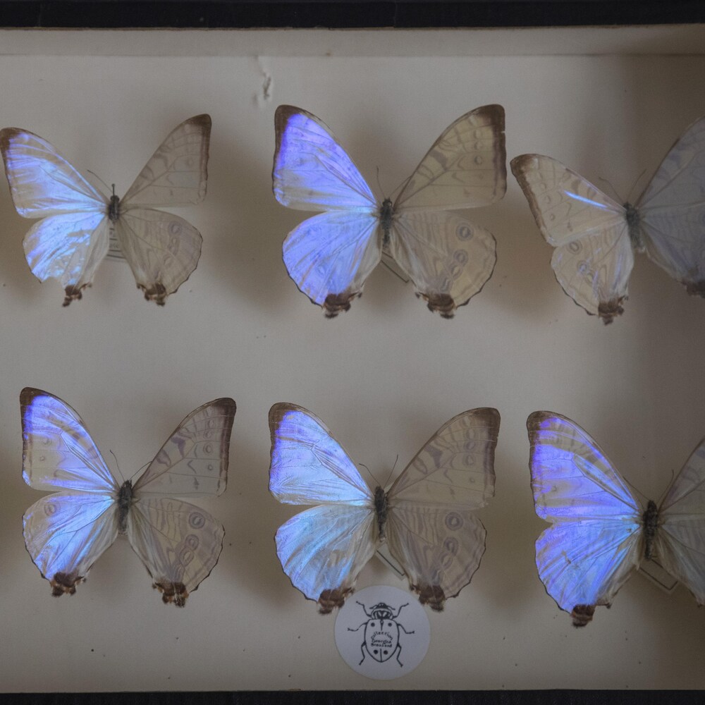 Georges Brossard, le « monarque des insectes », aura-t-il son musée ...