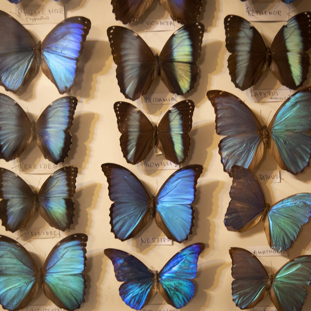 Georges Brossard, le « monarque des insectes », aura-t-il son musée ...