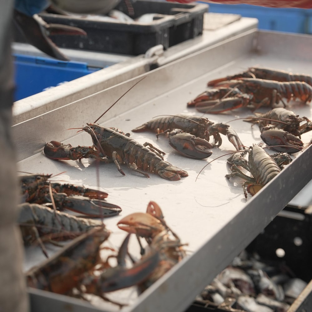 Enquête : Des tonnes de homards détournées vers le marché noir ...
