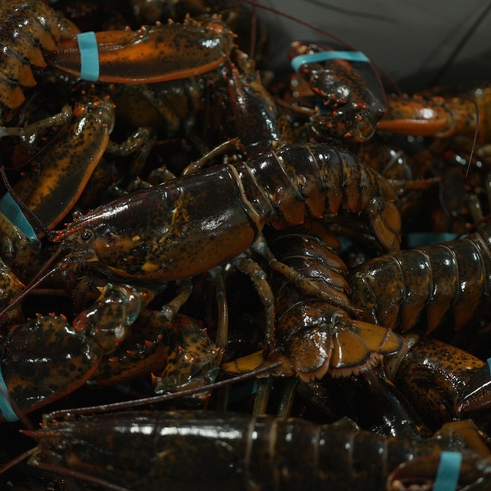 Enquête : L’appétit pour le homard clandestin - Portail des Îles de la ...