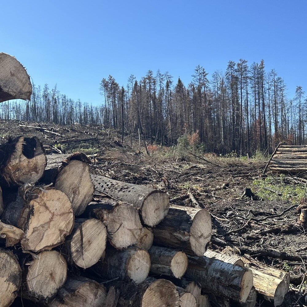 Le secteur forestier québécois n’est pas sorti du bois | Radio-Canada.ca