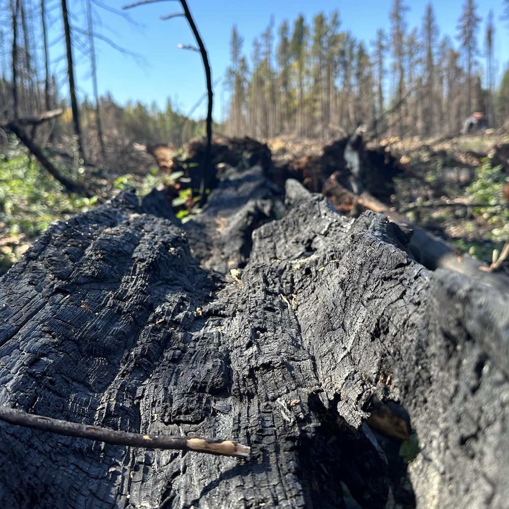 Quel avenir pour les forêts incendiées? | Radio-Canada.ca