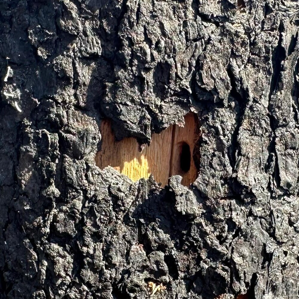 Le secteur forestier québécois n’est pas sorti du bois | Radio-Canada.ca
