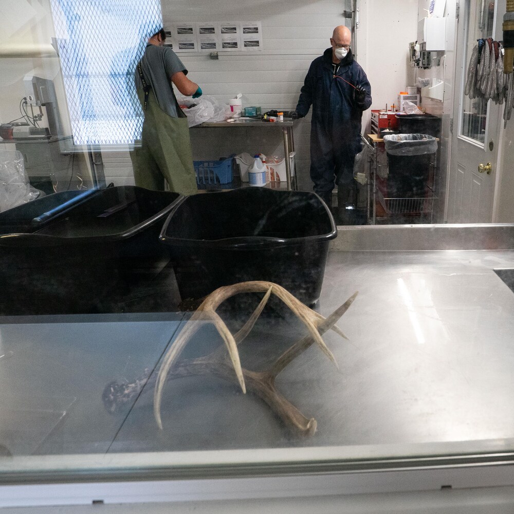 Au front contre la maladie du « cerf zombie » | Radio-Canada.ca