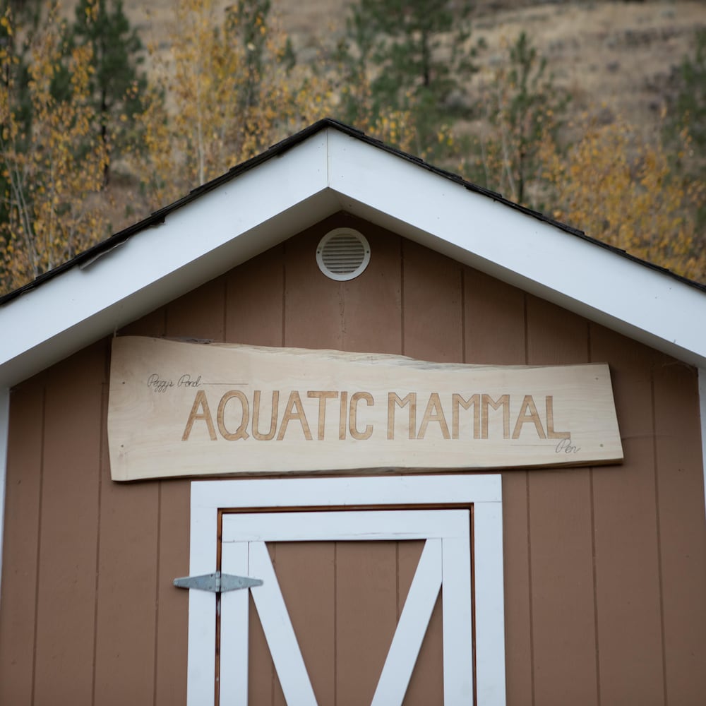 Le génie du castor comme outil contre les feux | Radio-Canada.ca