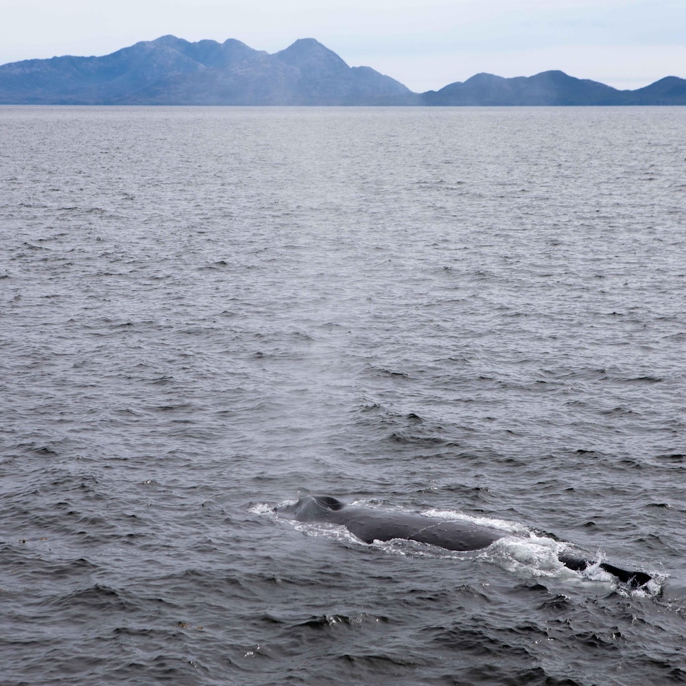 L’opéra des baleines | Radio-Canada.ca