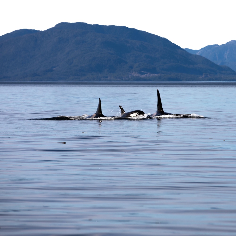 L’opéra des baleines | Radio-Canada.ca