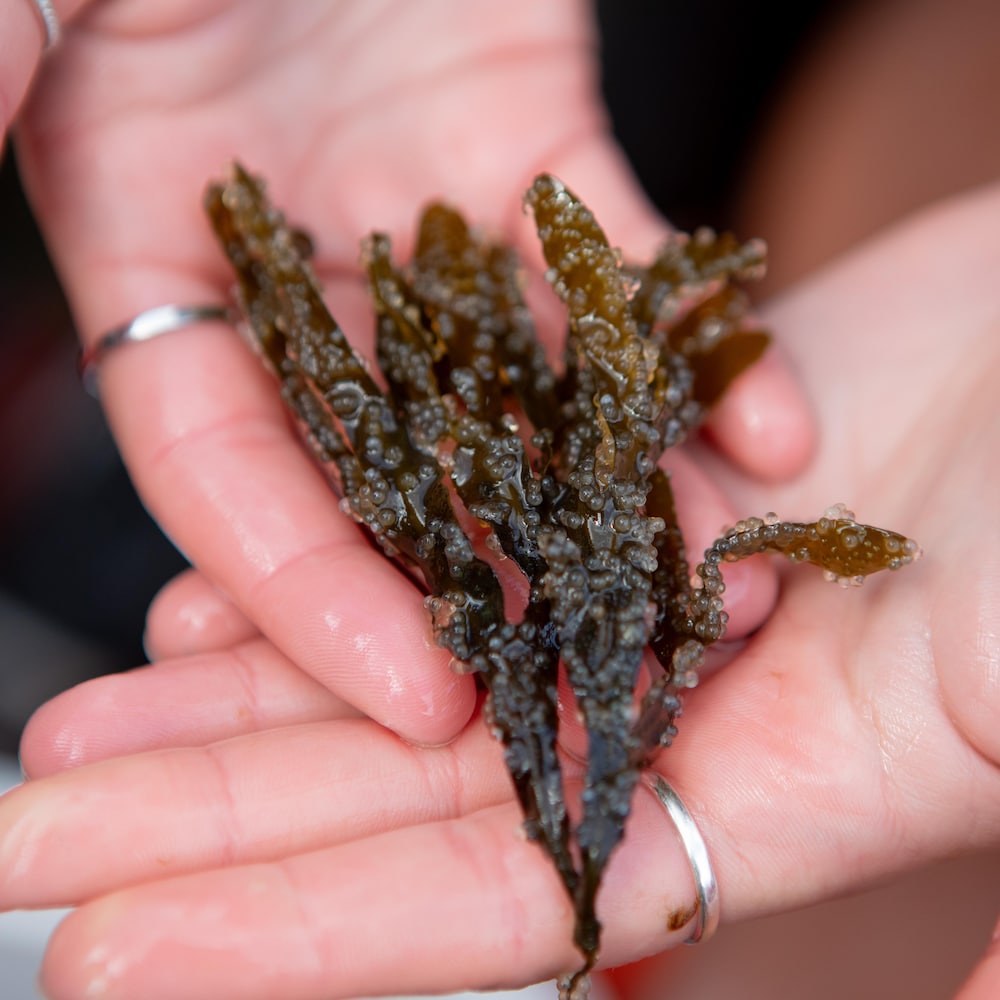 Le hareng, cœur battant de l’océan | Radio-Canada.ca