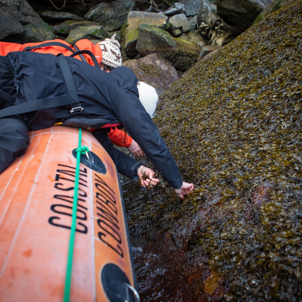Le hareng, cœur battant de l’océan | Radio-Canada.ca