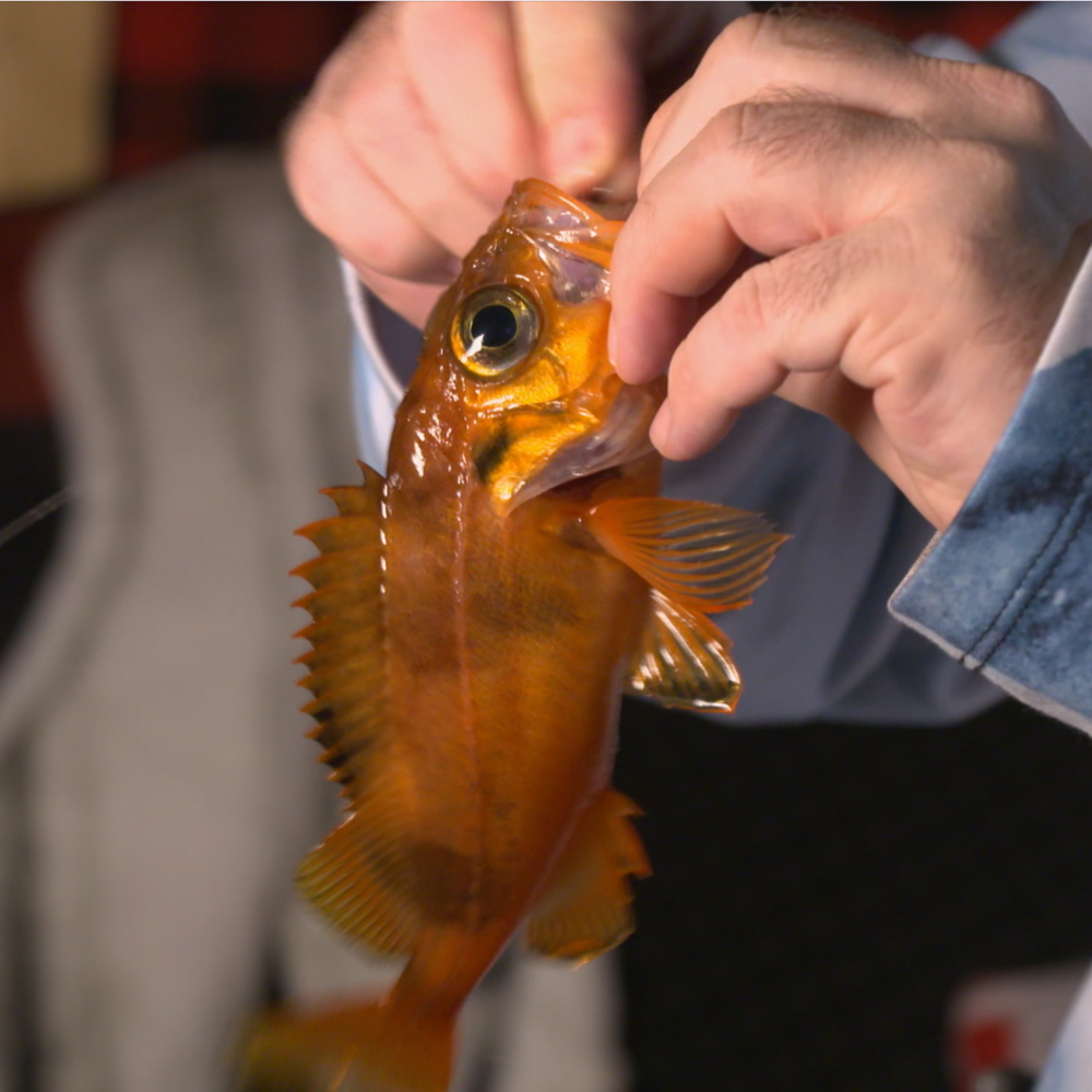 Portrait incomplet de la pêche hivernale au Québec | Radio-Canada.ca