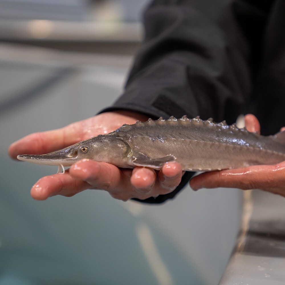 La minière Teck Resources, à la frontière de la discorde | Radio-Canada.ca
