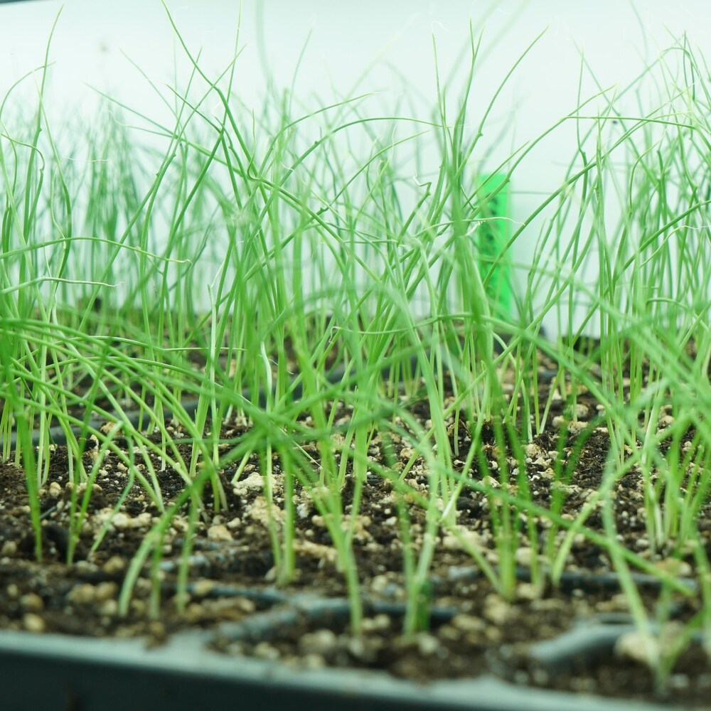 Un parc nourricier en plein cœur de Saint-Damien-de-Buckland | Radio ...