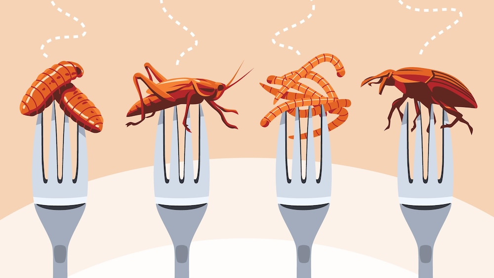 Est-ce que nos jeunes accepteraient de manger des insectes? | Le gros ...