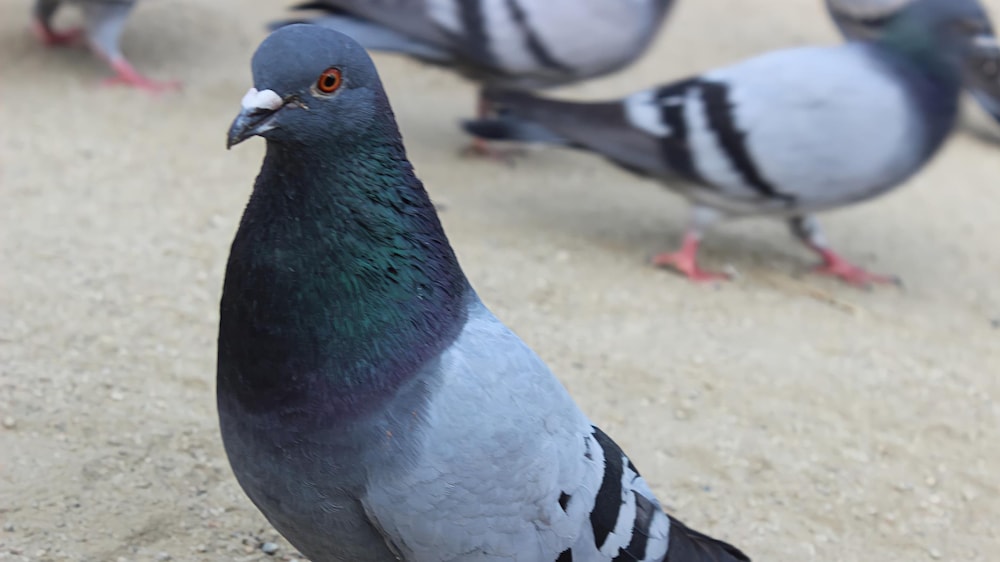 Les pigeons naviguent-ils grace a leur foie? | OHdio | Radio-Canada