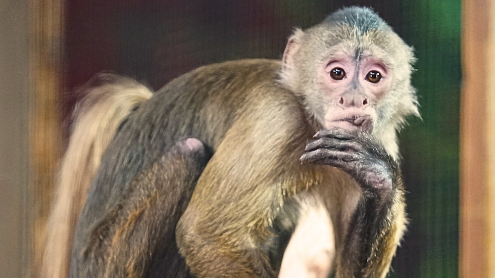 Le singe capucin | Les poilus
