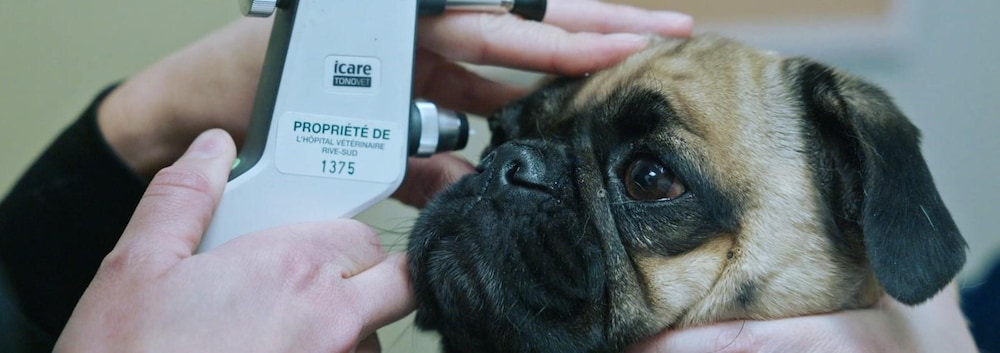 Les animaux ont-ils une meilleure vision que les humains? | Dr ...