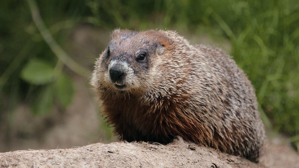 Chandeleur et marmotte : entre science et rituels | On va se le dire