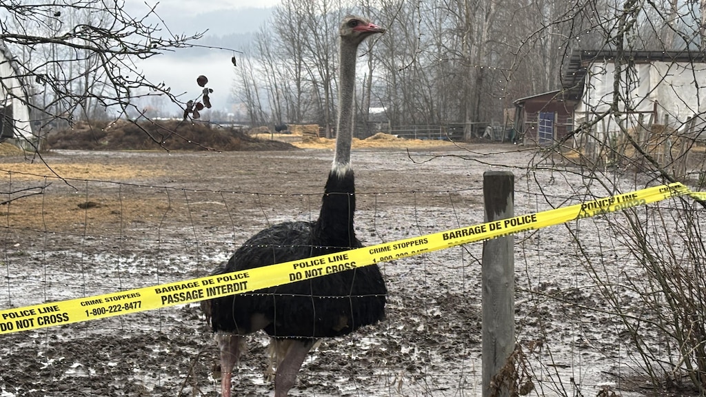 Supreme Court won’t hear appeal in B.C. ostrich case, opening door to ...