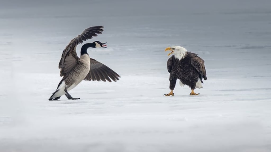 Fight between bald eagle and Canada goose in Burlington bay ’very ...