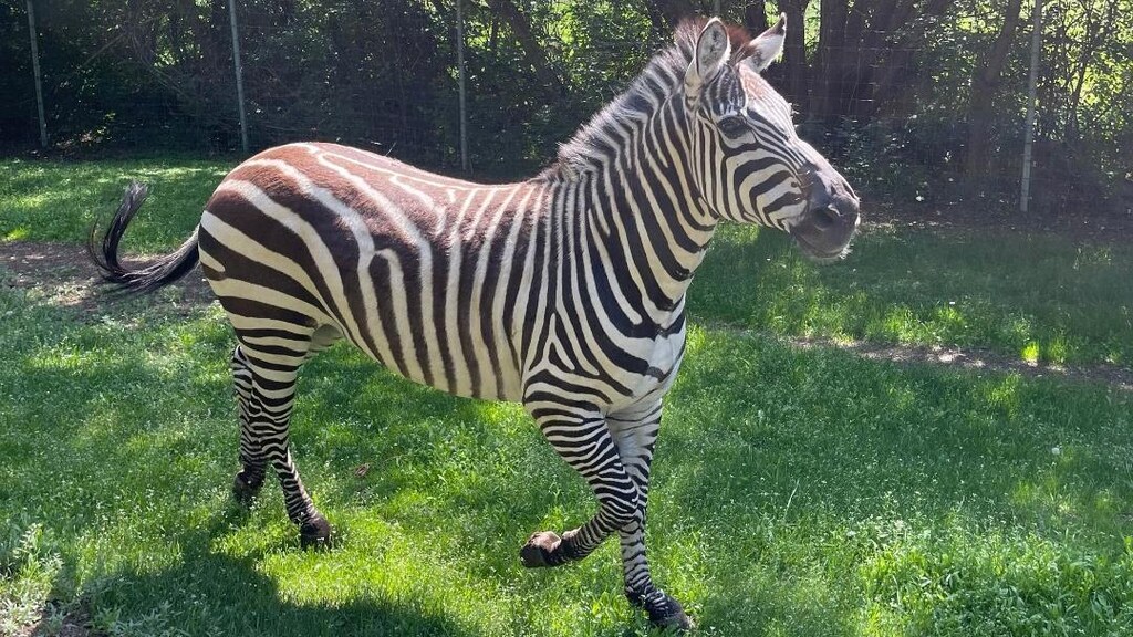 Tras ser rescatadas, cinco cebras viven ahora en el zoológico de ...