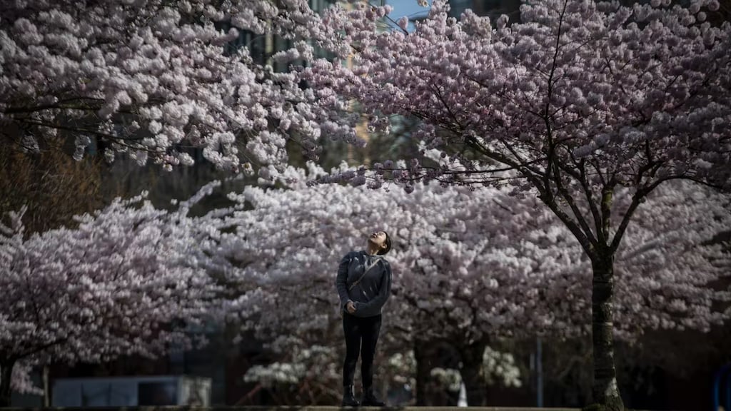Cherry blossoms namulaklak sa buong Metro Vancouver | Radio-Canada.ca