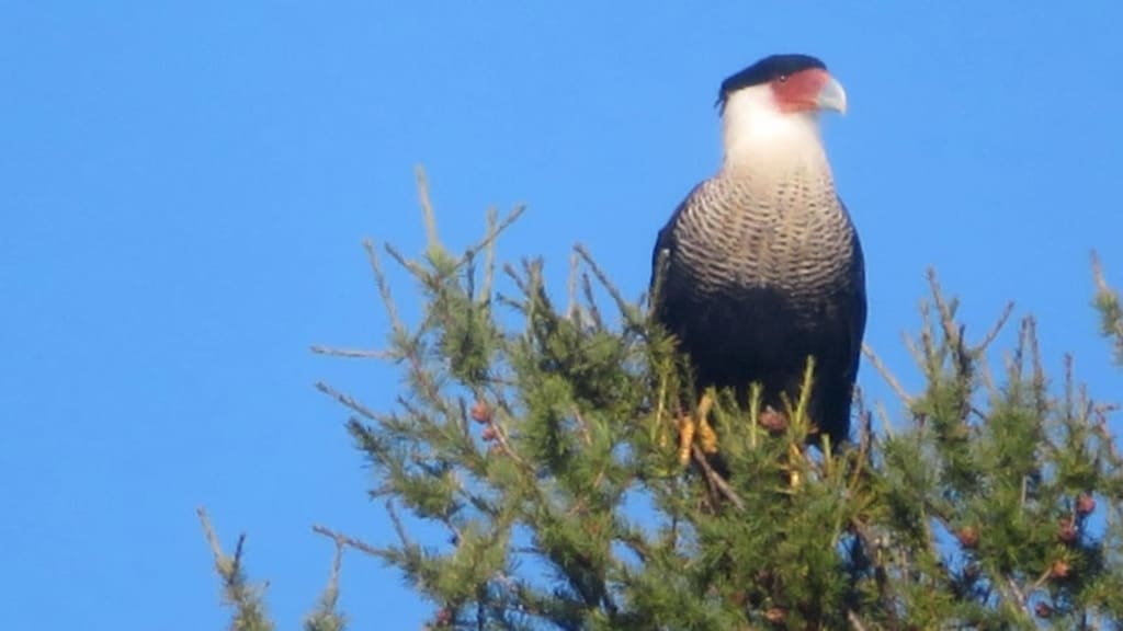 Rare bird normally found in South and Central America spotted in ...