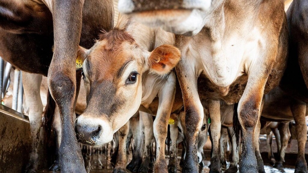 Bird flu strain in U.S. cow outbreak not easily spread by air, ferret ...