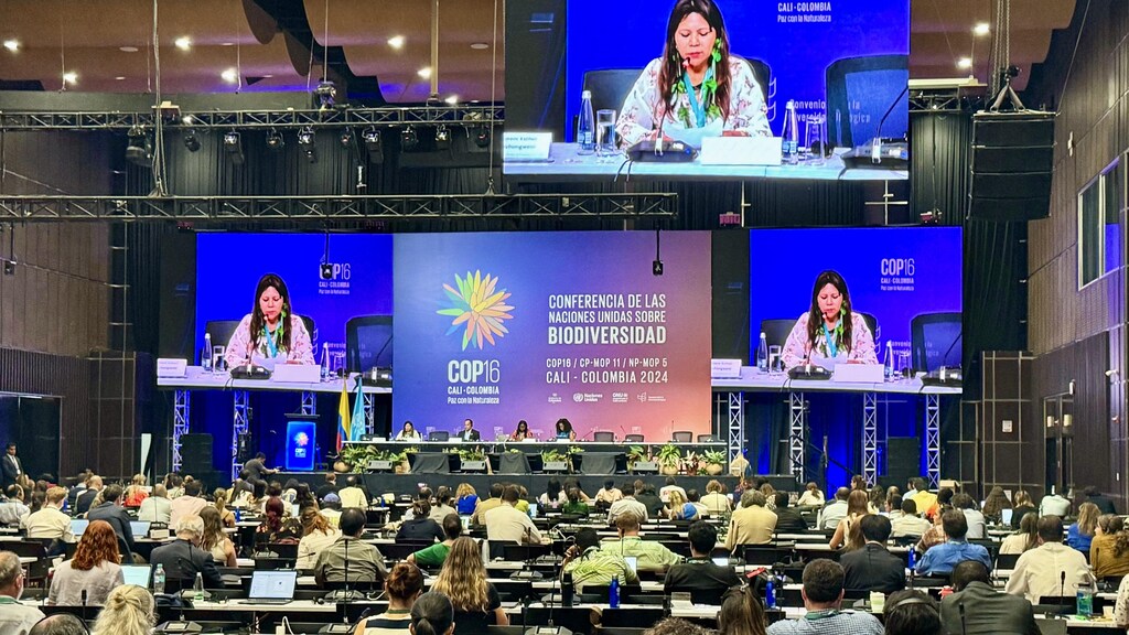 COP16: las mujeres indígenas son pilares de la biodiversidad | Radio ...