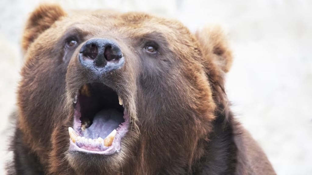 2 kritikal ang kondisyon matapos ang pag-atake ng grizzly bear sa Bella ...