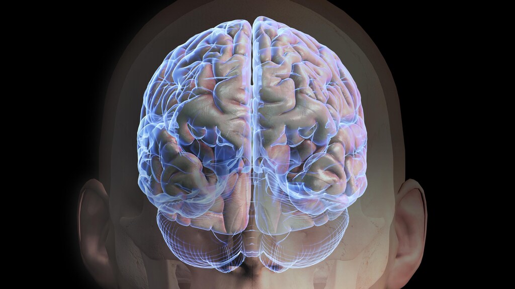 Le développement des yeux et du cerveau mieux cerné par des chercheurs ...