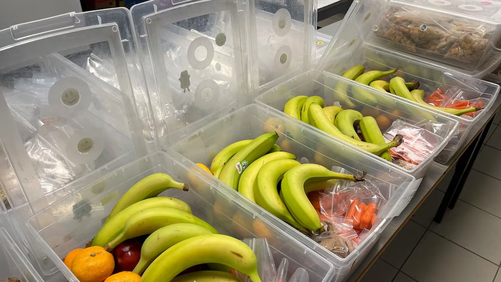 Federal government commits to creation of national school food program ...