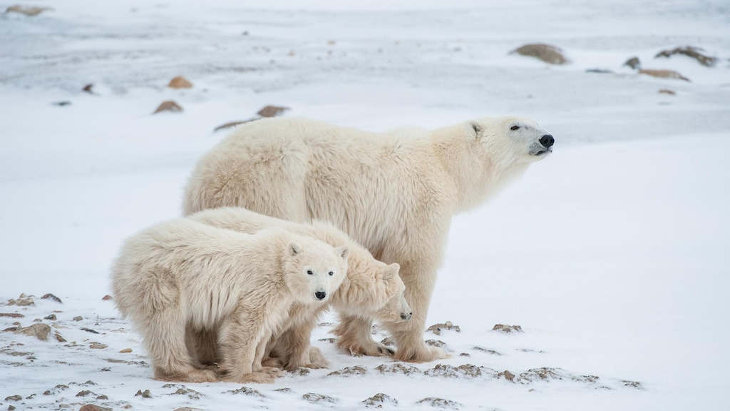 Une Adoption Rarissime Observée Chez Les Ours Polaires Radio Canada Ca