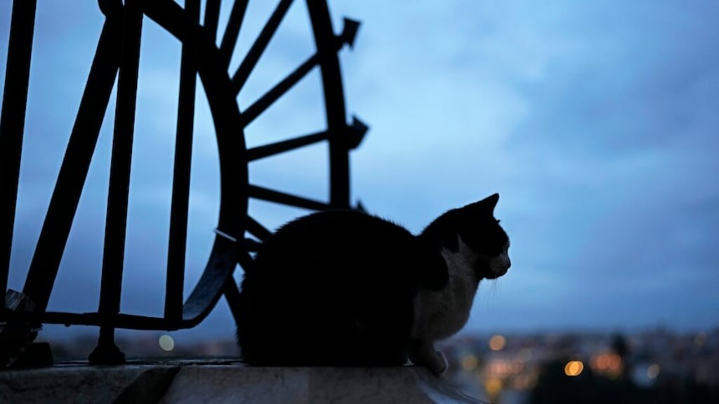 Judge upholds cat custody ruling, saying parenthood and pet ownership ...