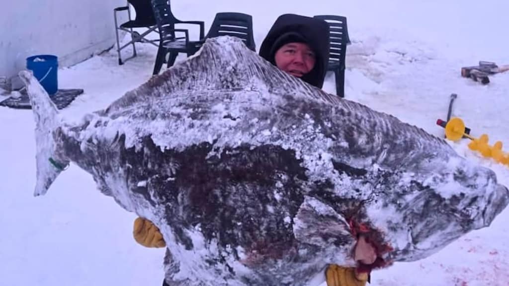 Quebec fisherman reels in 244-pound, record-breaking Atlantic halibut ...